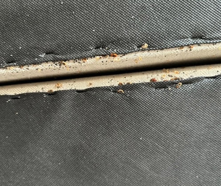 Bed Bugs Summit Pest Control